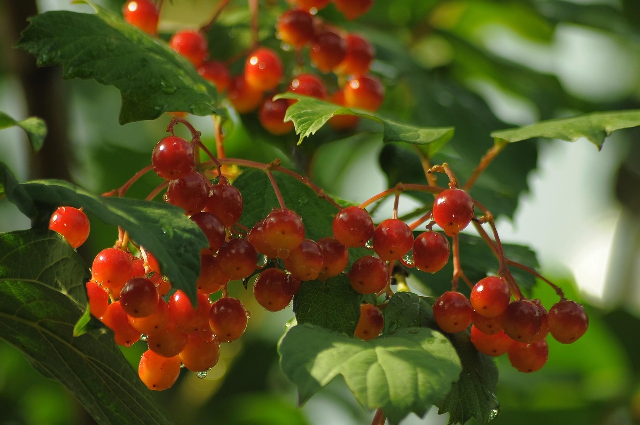 Viburnum Berry Bush - Free photo on Pixabay