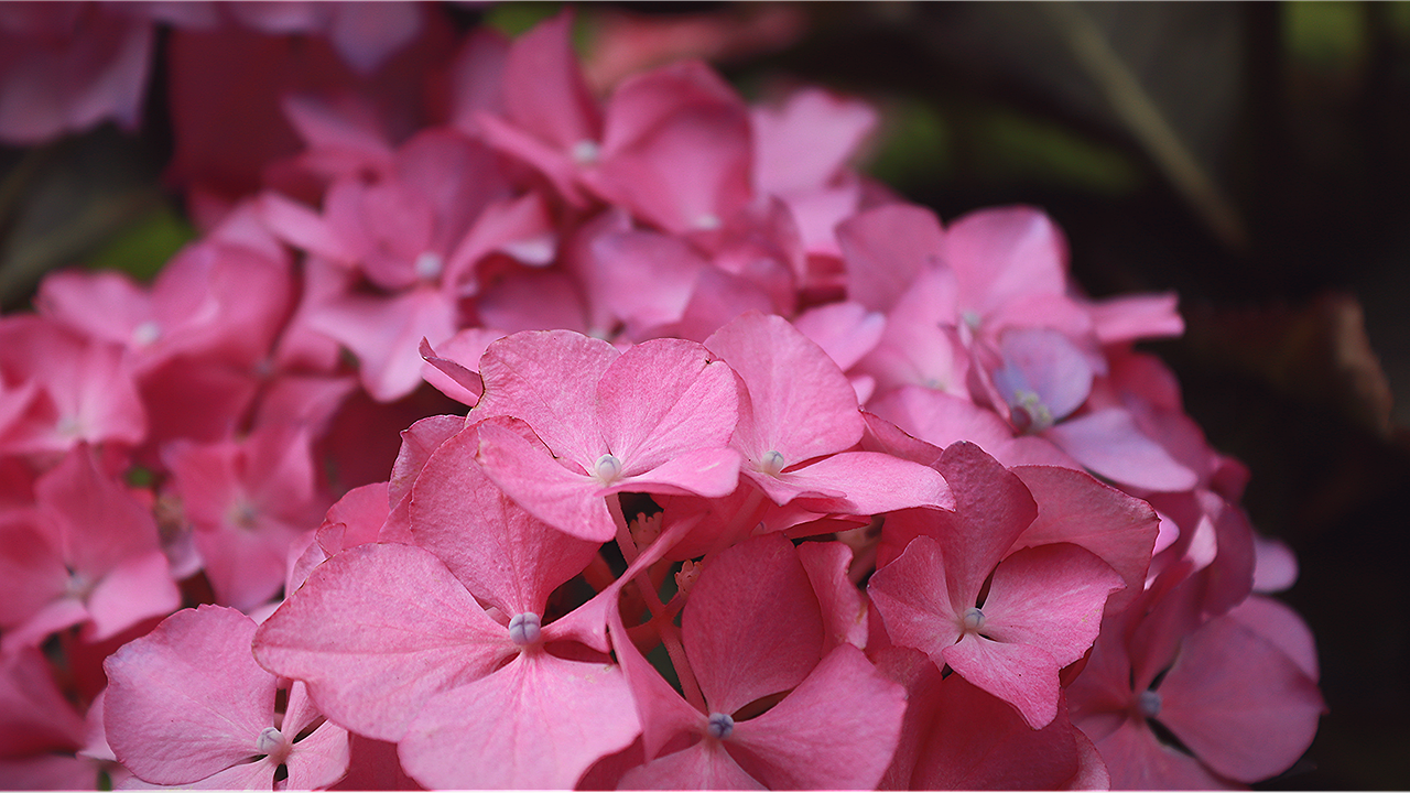 Hortensie Pinke Blume Blüten - Kostenloses Foto auf Pixabay