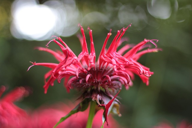 400,000+ Free Monarda Flower & Nature Images - Pixabay