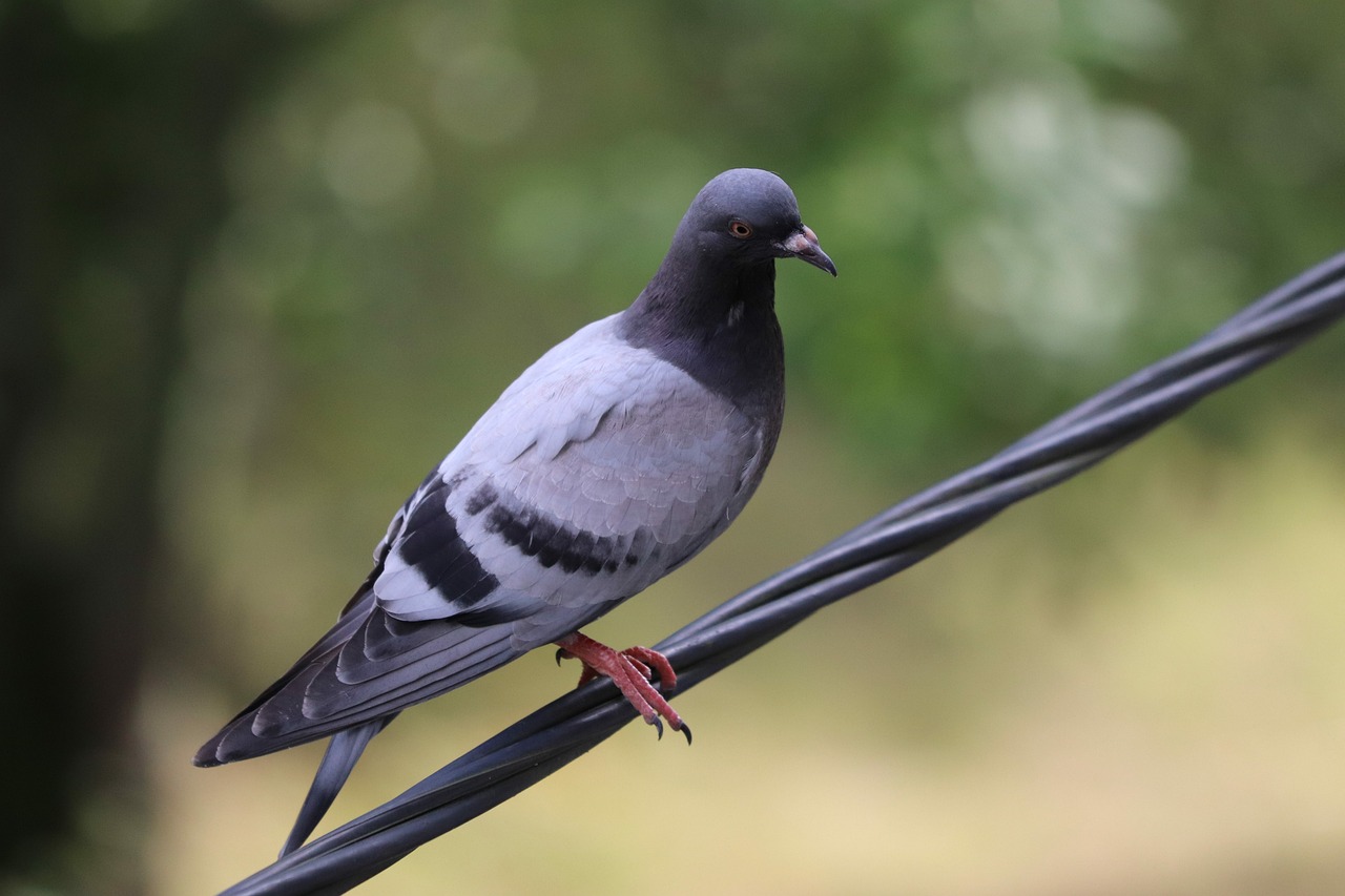 Pomba Pombo Fauna - Foto gratuita no Pixabay - Pixabay