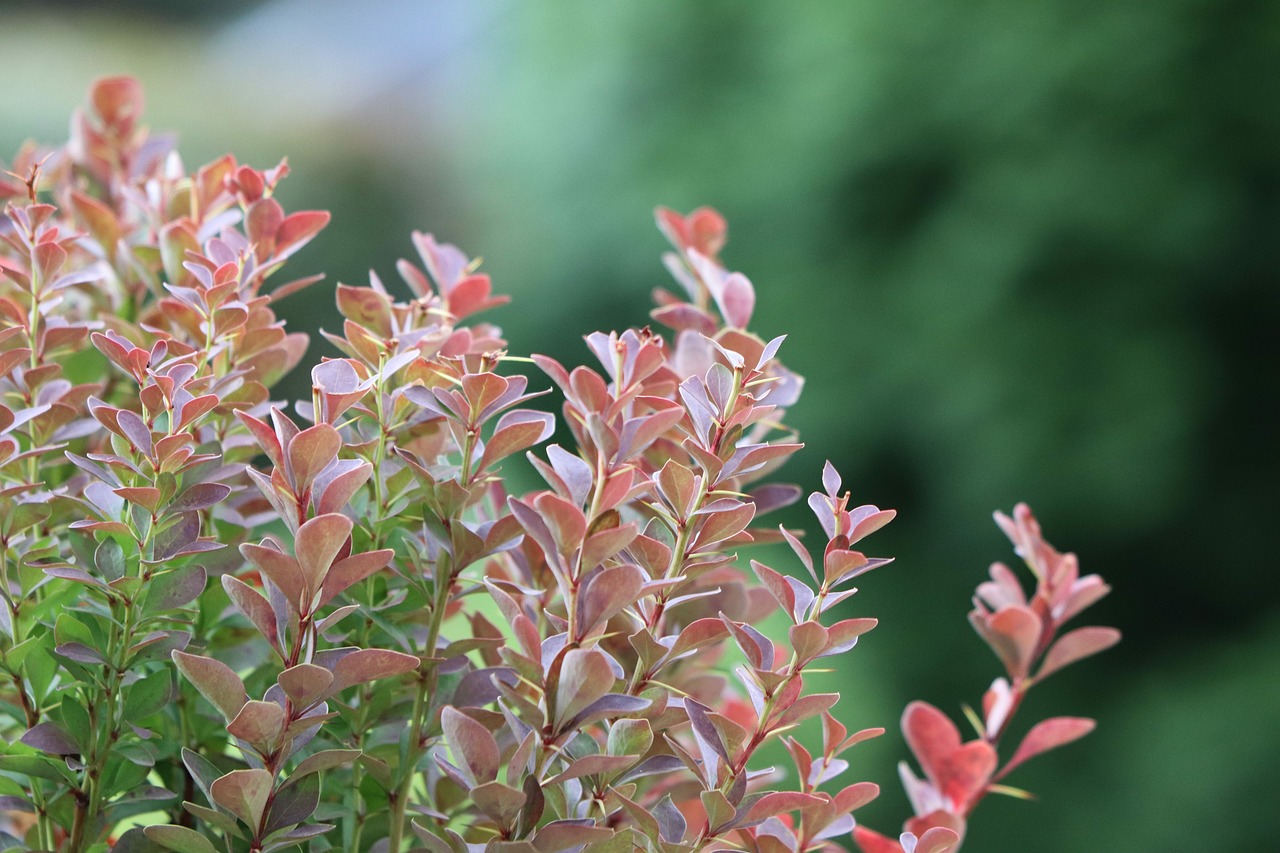 3+ Free Erythroxylaceae & Bush Images - Pixabay
