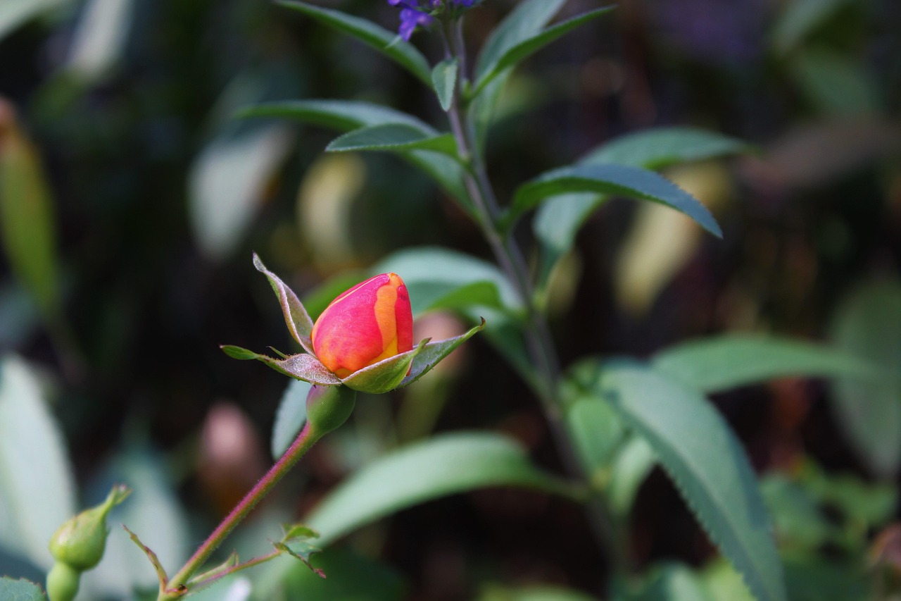 Rose Bourgeon Plante - Photo gratuite sur Pixabay - Pixabay