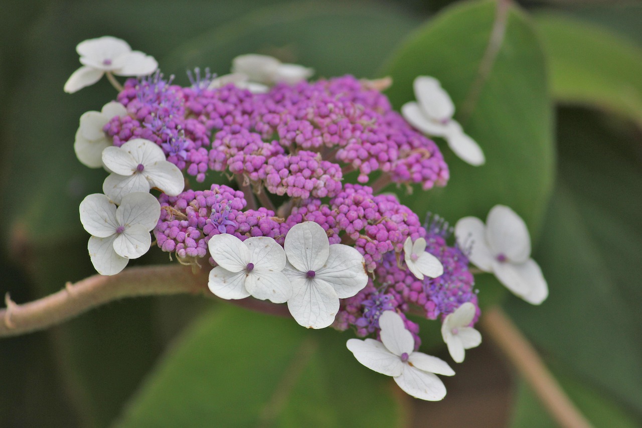 Hydrangea Bunga Ungu - Foto gratis di Pixabay - Pixabay