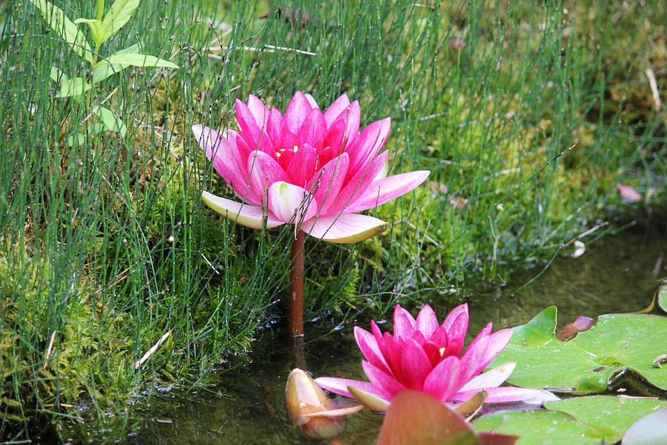 Water Lily Pink Aquatic Plant - Free photo on Pixabay
