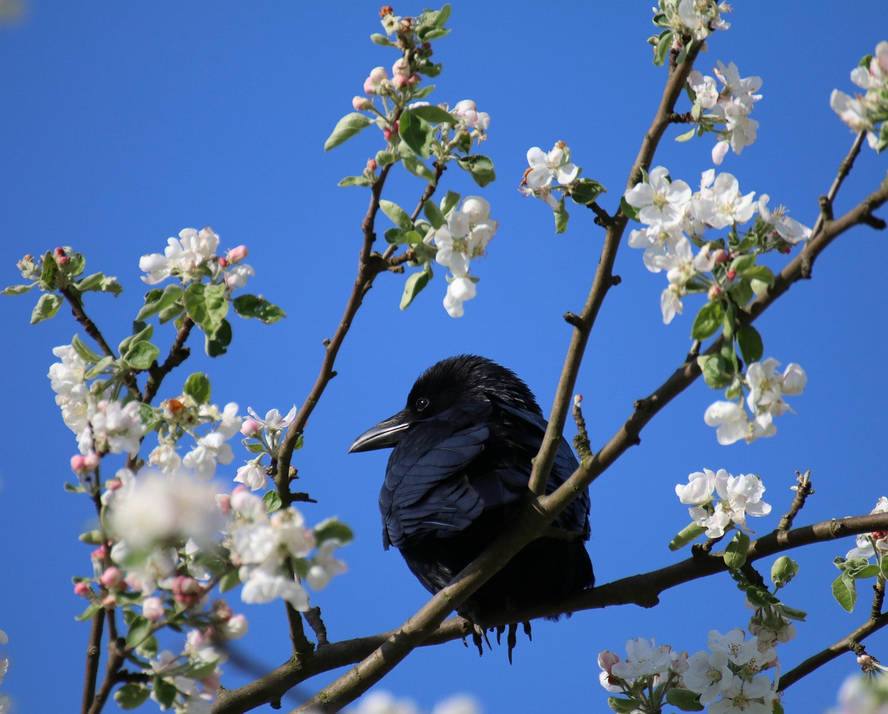 Oiseau Corbeau Arbre - Photo gratuite sur Pixabay - Pixabay