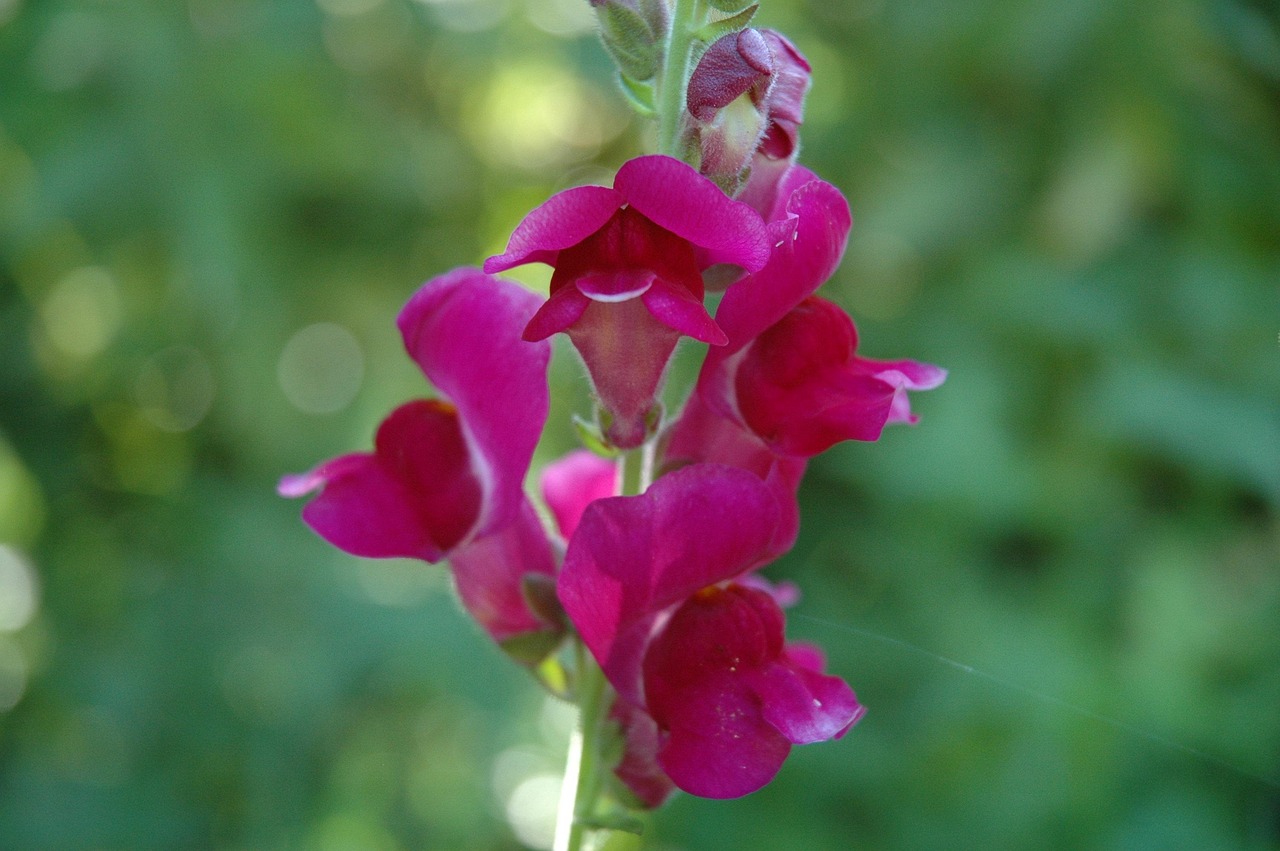Antirrhinum Dragon Flower - Free photo on Pixabay - Pixabay