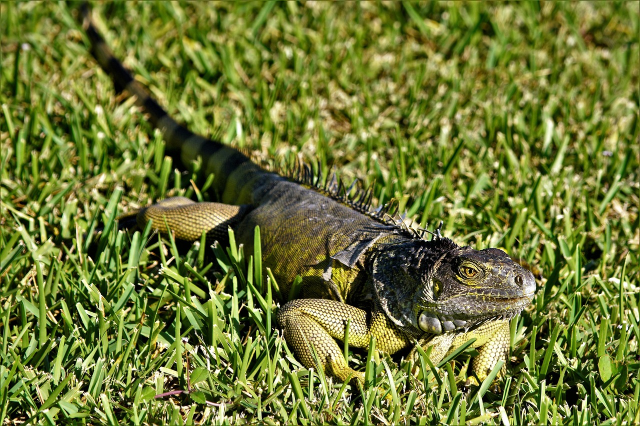 Iguana Lagarto Dragão - Foto gratuita no Pixabay - Pixabay