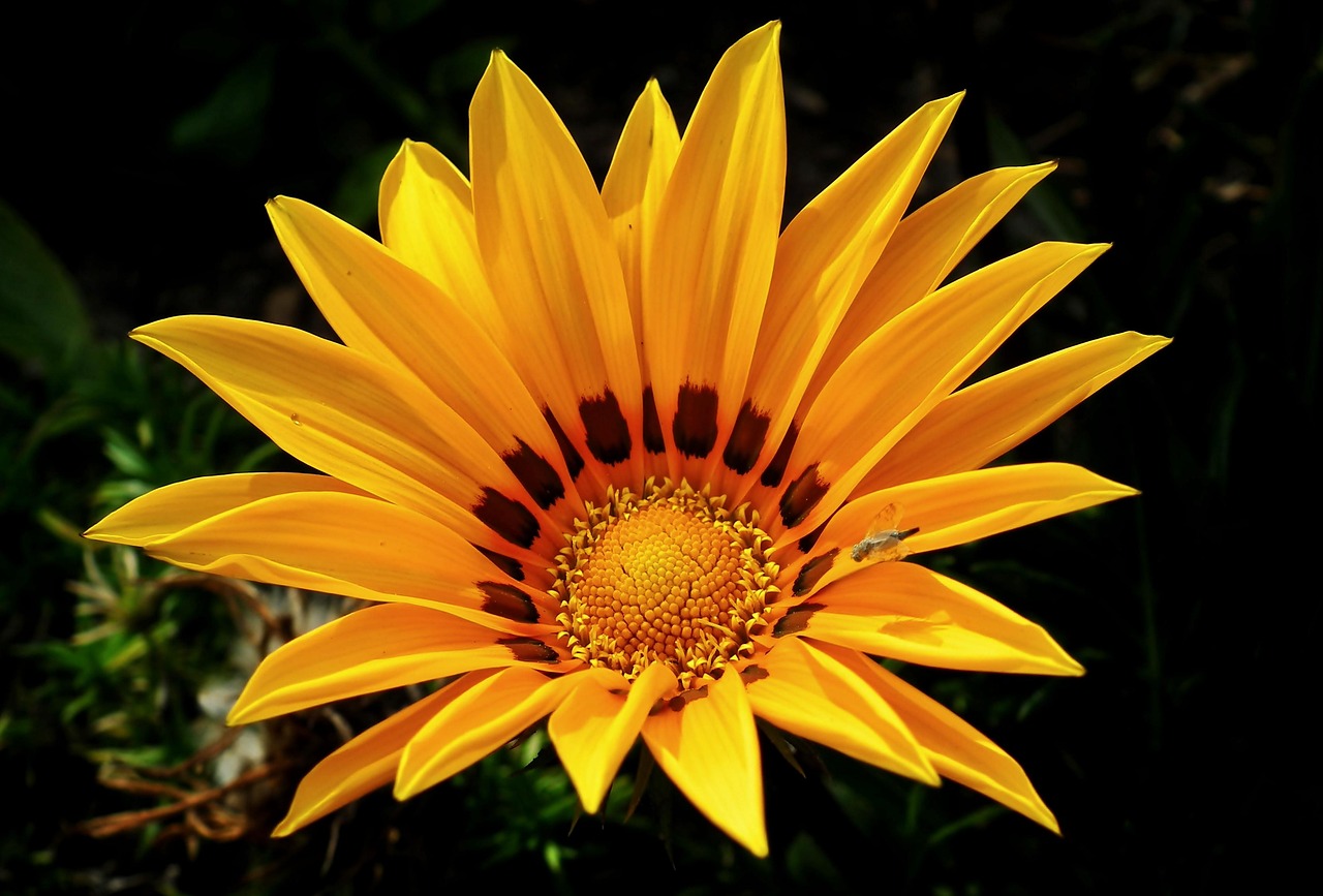 Gazania Bunga Kuning - Foto gratis di Pixabay - Pixabay