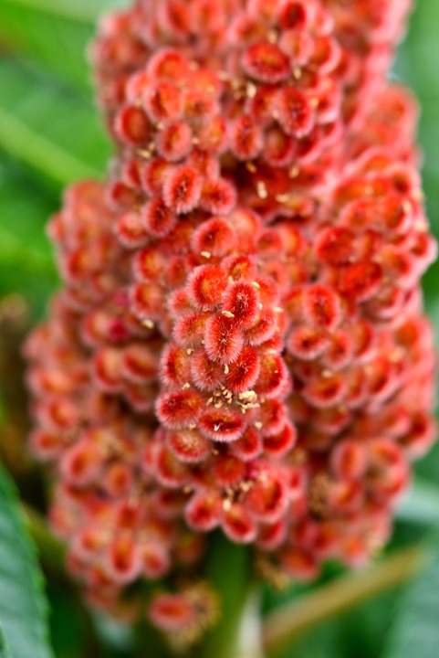 Fluweelboom Fruta Flor - Foto gratis en Pixabay - Pixabay