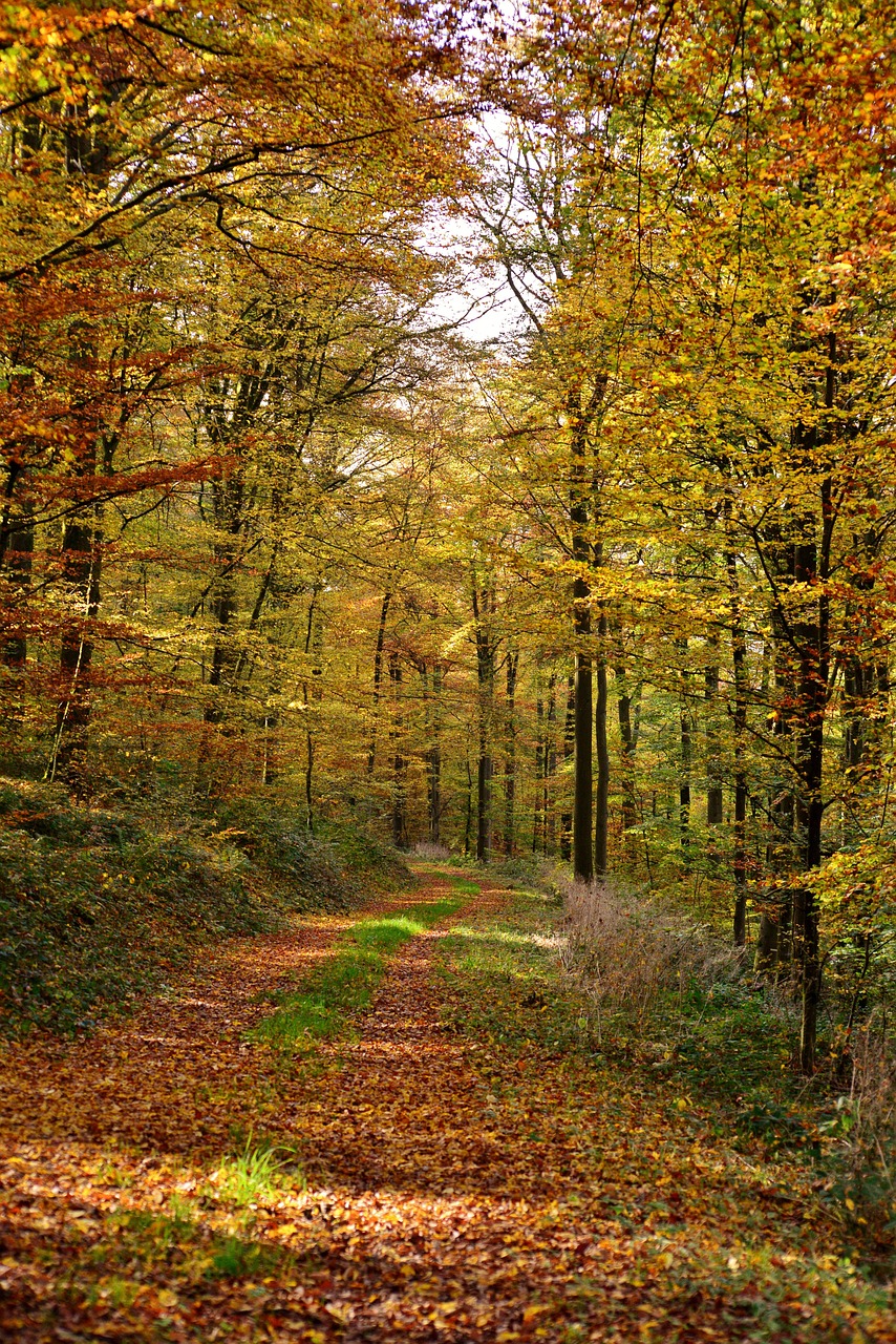 Chemin Forestier Automne Couleurs - Photo gratuite sur Pixabay - Pixabay