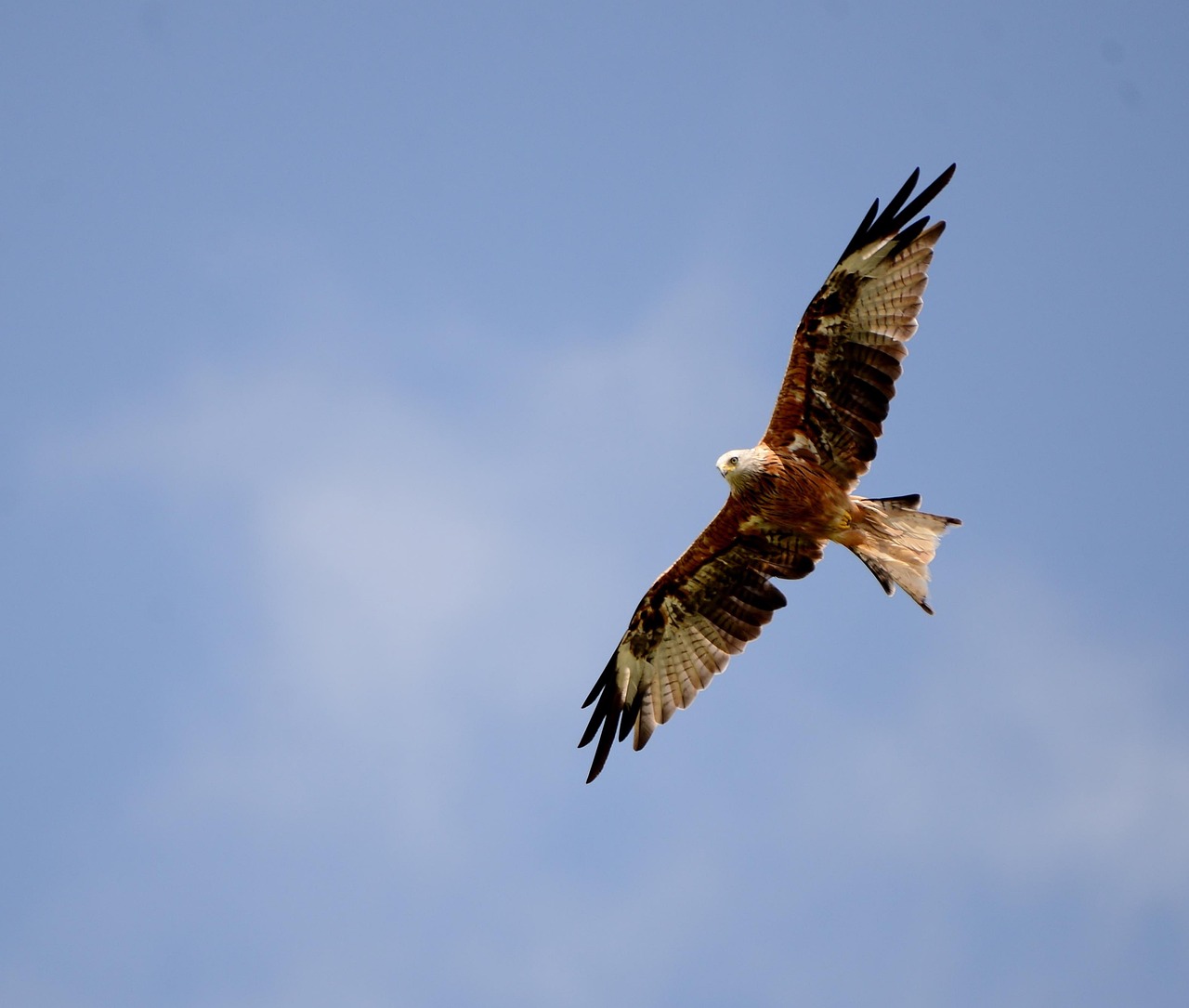200+ Free Red Kite & Raptor Images - Pixabay