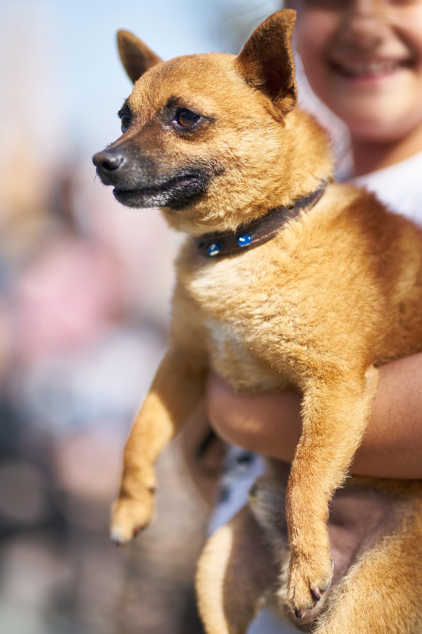 Dog Animal Portrait - Free photo on Pixabay - Pixabay