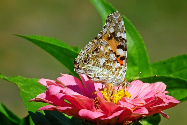 Vlinder Insect Bloem - Gratis foto op Pixabay - Pixabay
