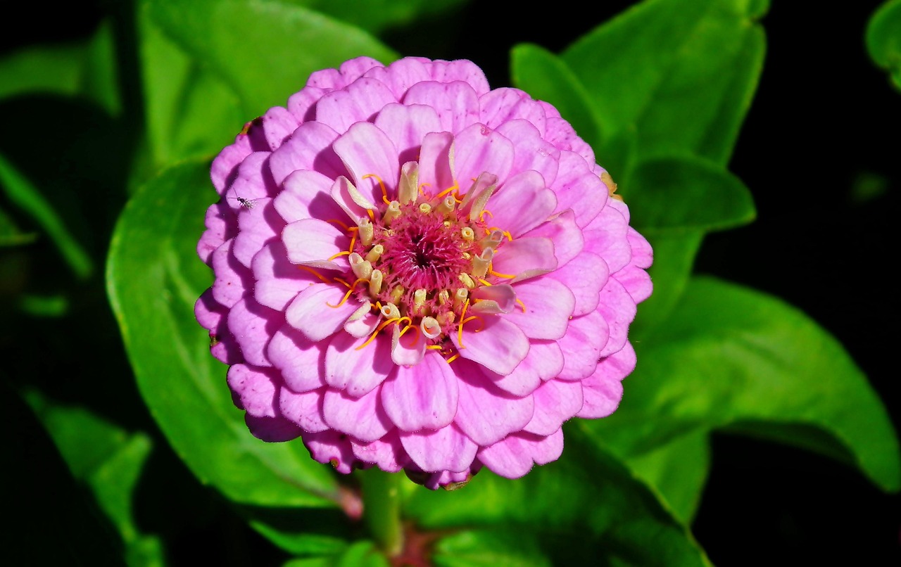 Zinnia Flor Floreciente - Foto gratis en Pixabay - Pixabay