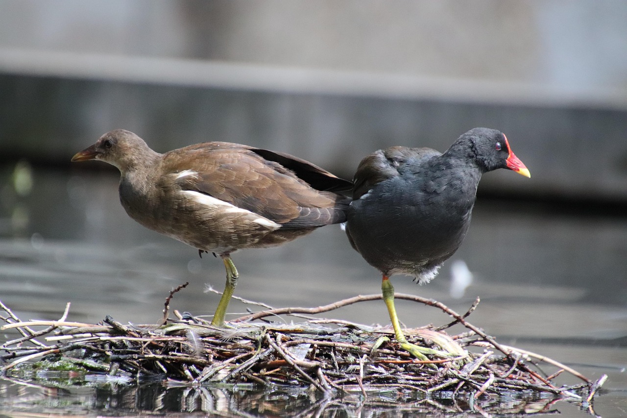 Moorhens Birds Water - Free photo on Pixabay - Pixabay