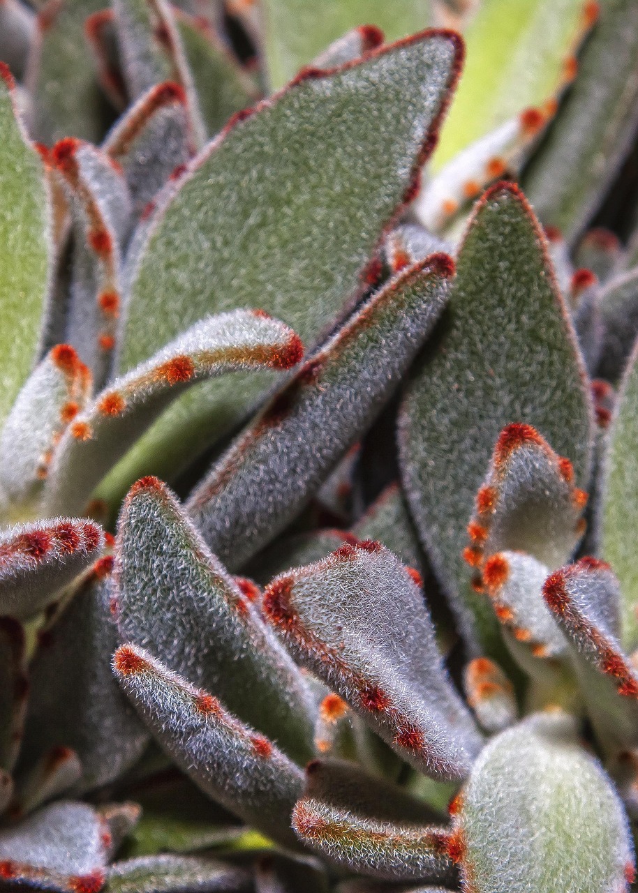 100+ Free Plant Kalanchoe & Kalanchoe Images - Pixabay