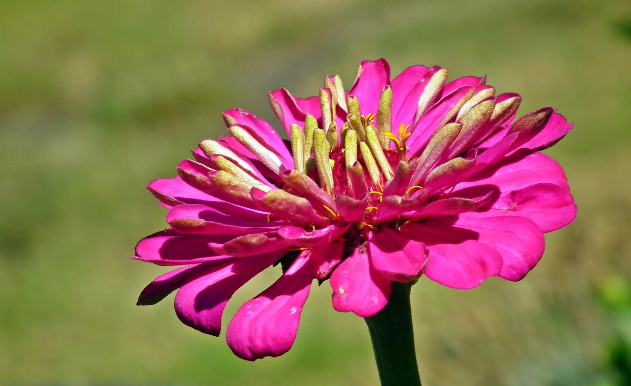Zinnia Flor Floreciente - Foto gratis en Pixabay - Pixabay