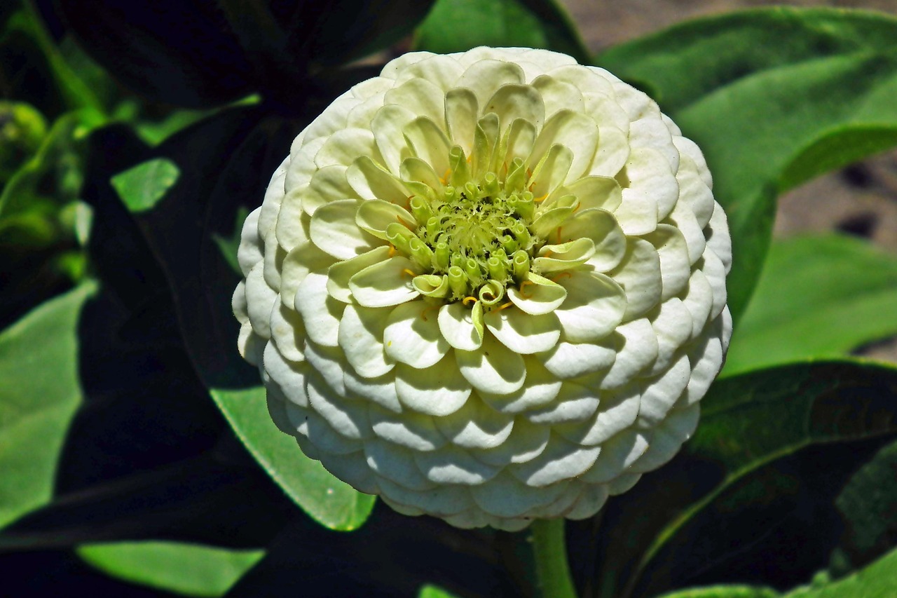 Zinnia Kukka Valkoinen - Ilmainen valokuva Pixabayssa - Pixabay
