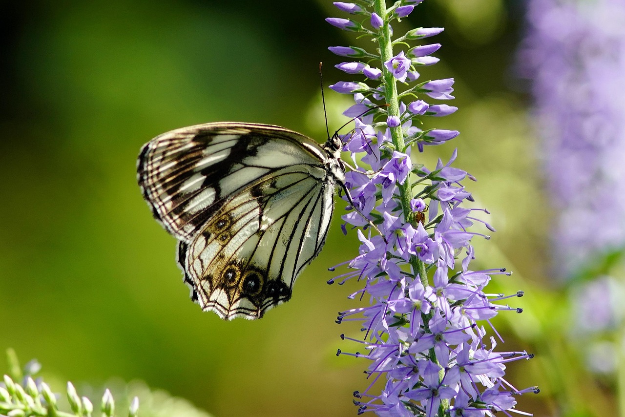Wildflower Butterfly Mountin - Free photo on Pixabay
