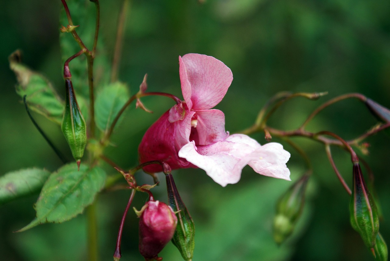 400,000+ Free Impatiens Flower & Flower Images - Pixabay