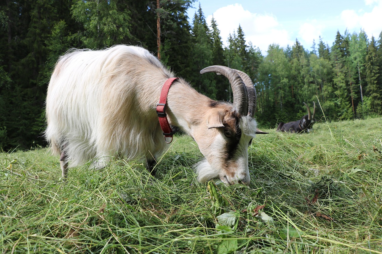 Goat Antlers Female Nanny - Free photo on Pixabay - Pixabay
