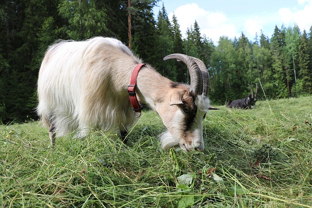 Goat Antlers Female Nanny - Free photo on Pixabay - Pixabay