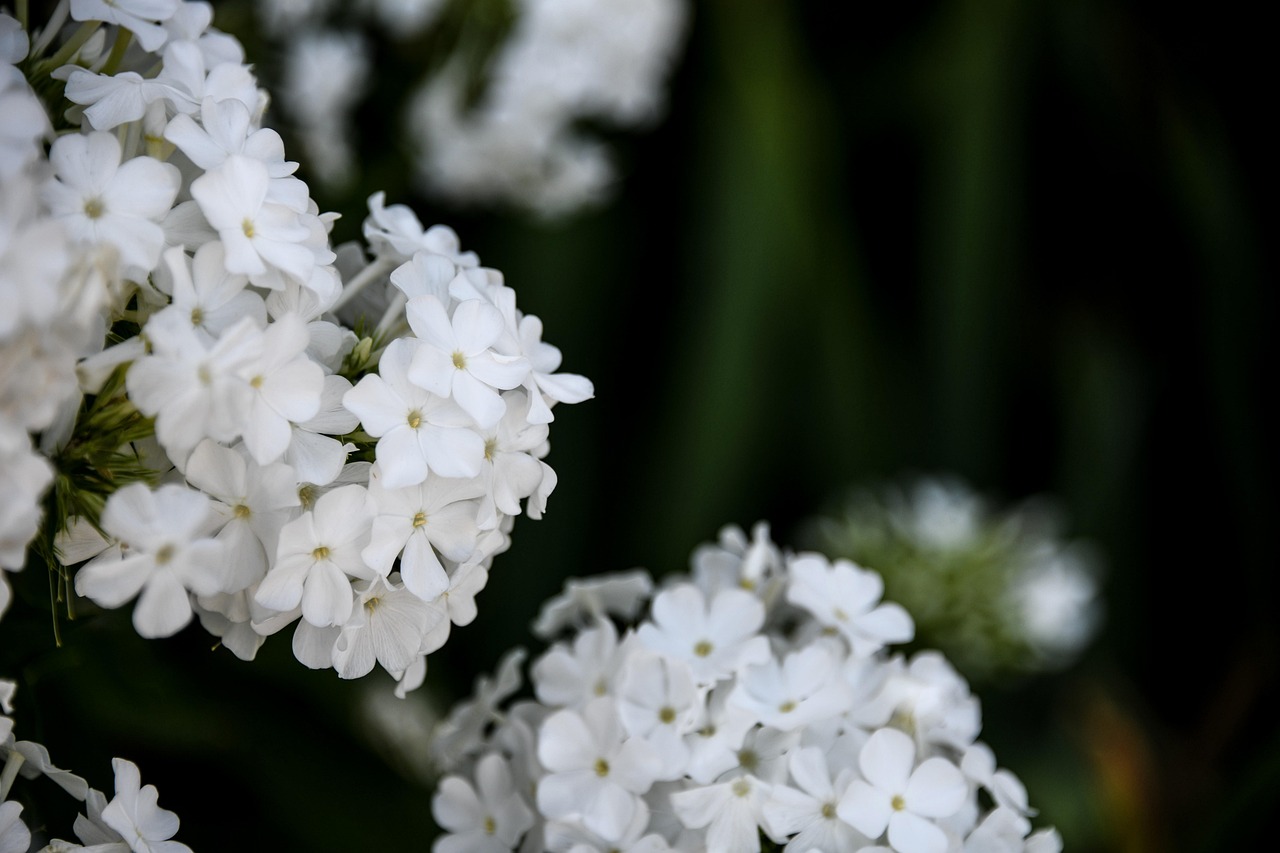 Phlox Putih Bunga - Foto gratis di Pixabay - Pixabay