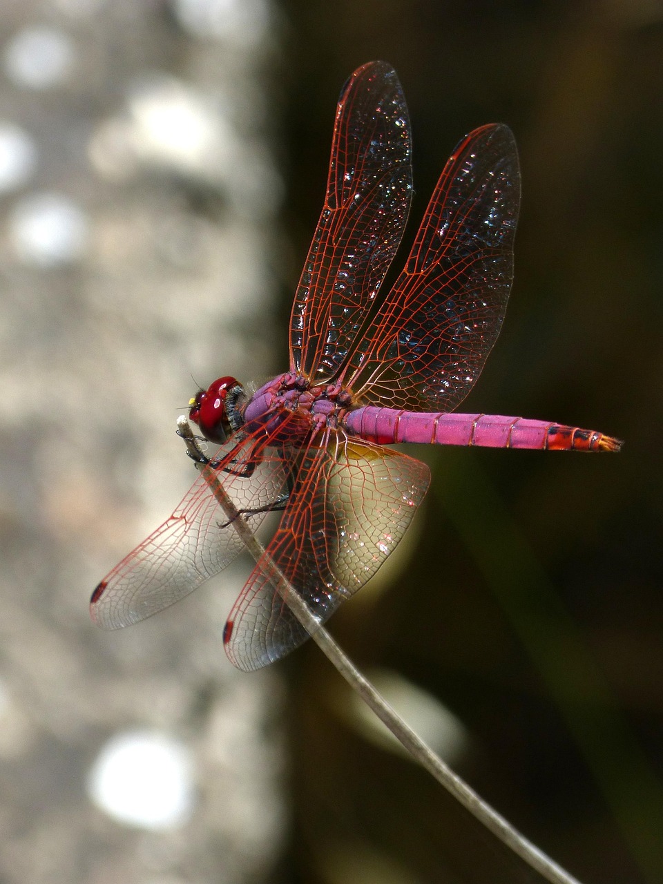 Red Dragonfly Pipe Vinous - Free photo on Pixabay - Pixabay
