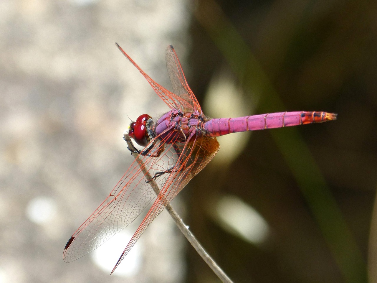 Red Dragonfly Pipe Vinous - Free photo on Pixabay
