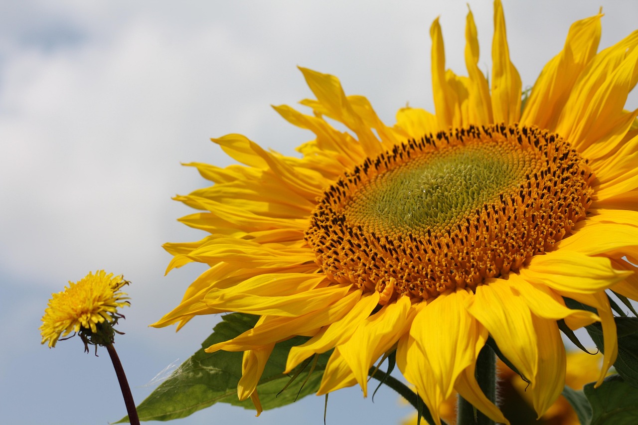Sunflower Summer Nature - Free photo on Pixabay
