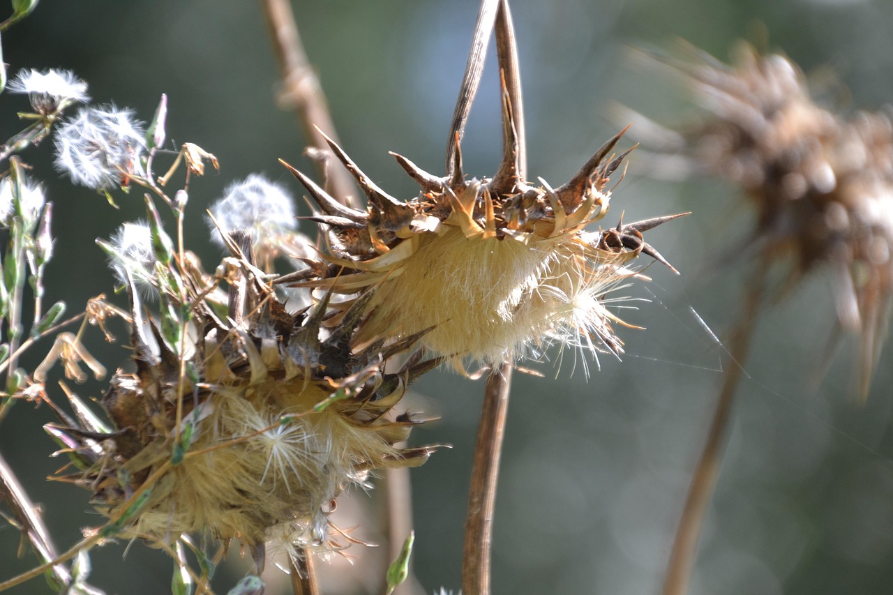 Thistles Thistle Flower Blossom - Free photo on Pixabay - Pixabay