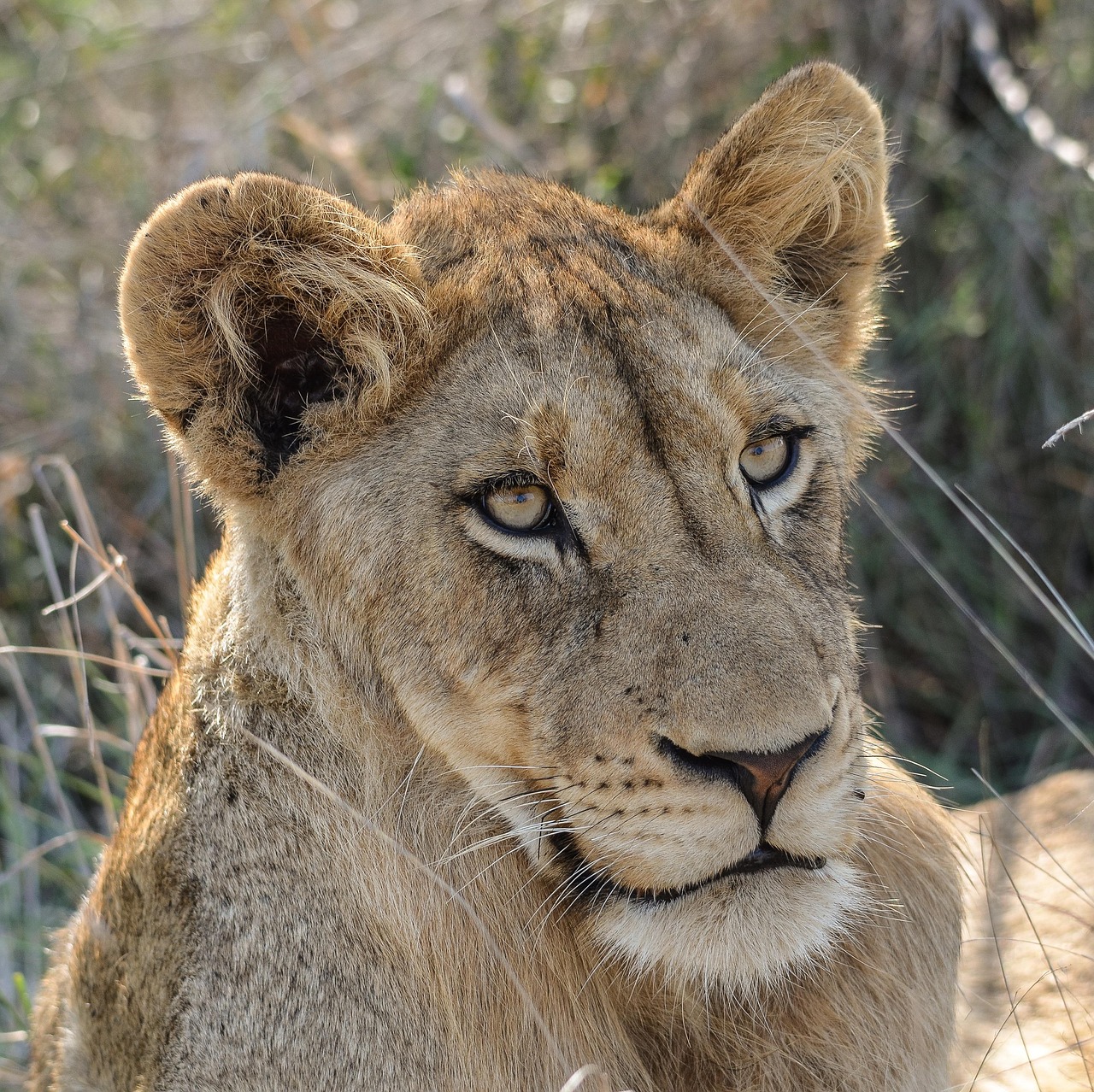 Lioness Africa Savannah - Free photo on Pixabay