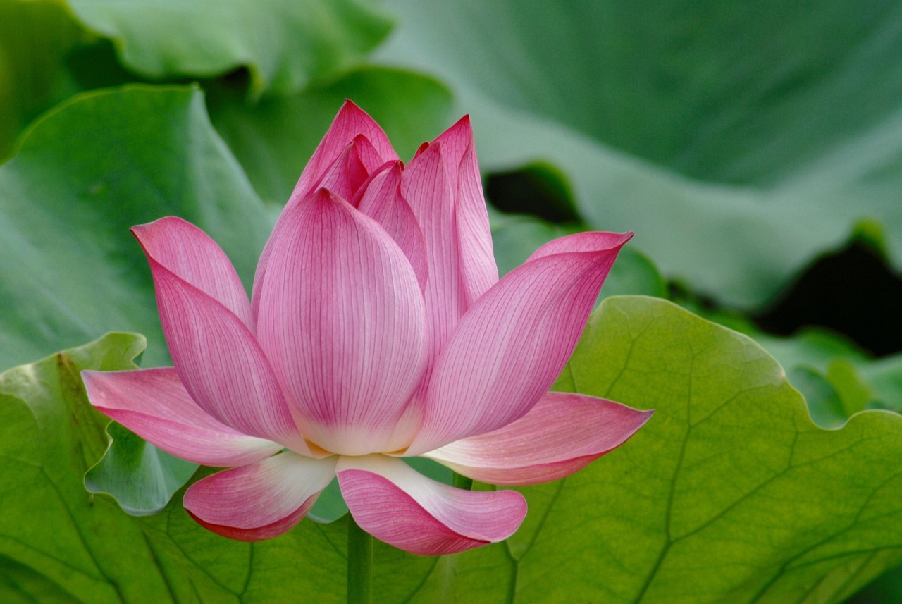 Lotus Flower Nature - Free photo on Pixabay