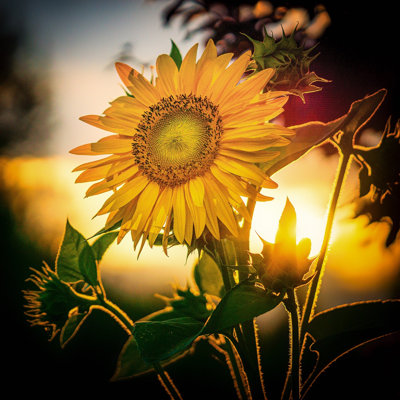Sun Flower Beautiful Wallpaper Flowers, Sunflower, Field, Flower,