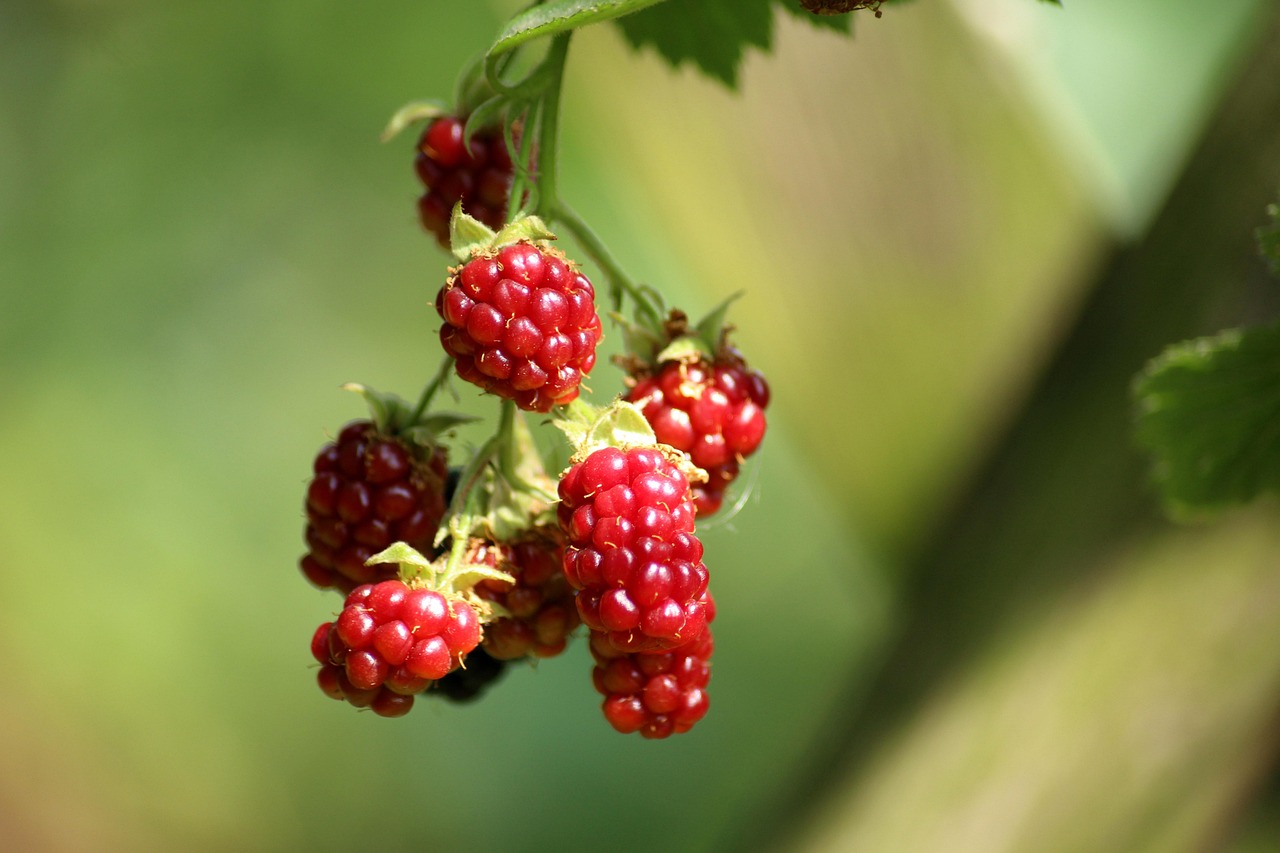 1.000+ kostenlose Brombeeren und Obst-Bilder - Pixabay