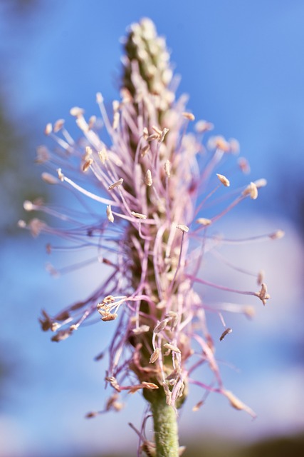 Plantain Large Fleur Macro - Photo gratuite sur Pixabay - Pixabay