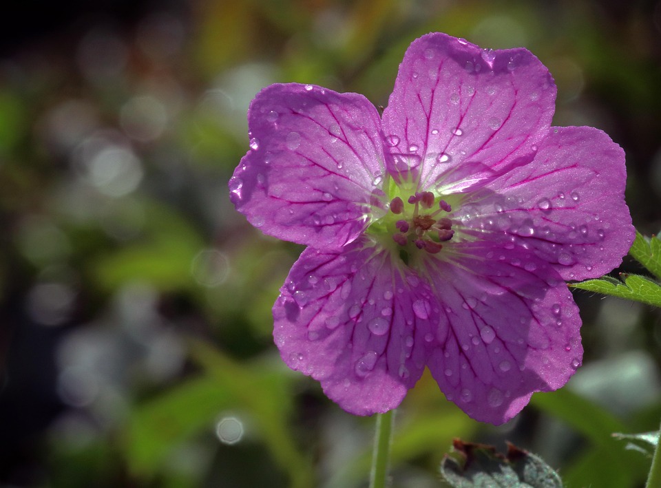 Roxa Flor Jardim Foto Gratuita No Pixabay Pixabay Roxa Flor Jardim Foto Gratuita No Pixabay Pixabay
