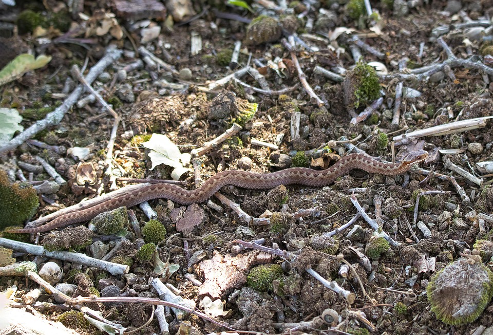 Adder Viper Snake - Free photo on Pixabay - Pixabay