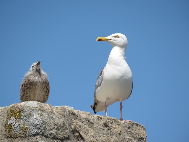 Birds Seagulls Small - Free photo on Pixabay - Pixabay