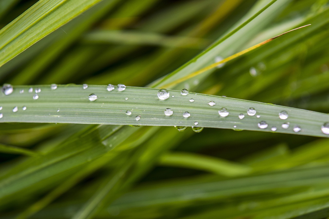 Plus de 40 000 images de Images Gratuit Gouttes D'Eau et de Nature ...