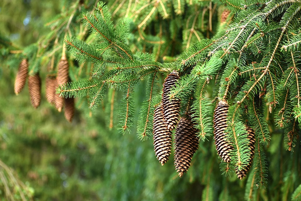 Pine Cone Spruce - Free photo on Pixabay - Pixabay