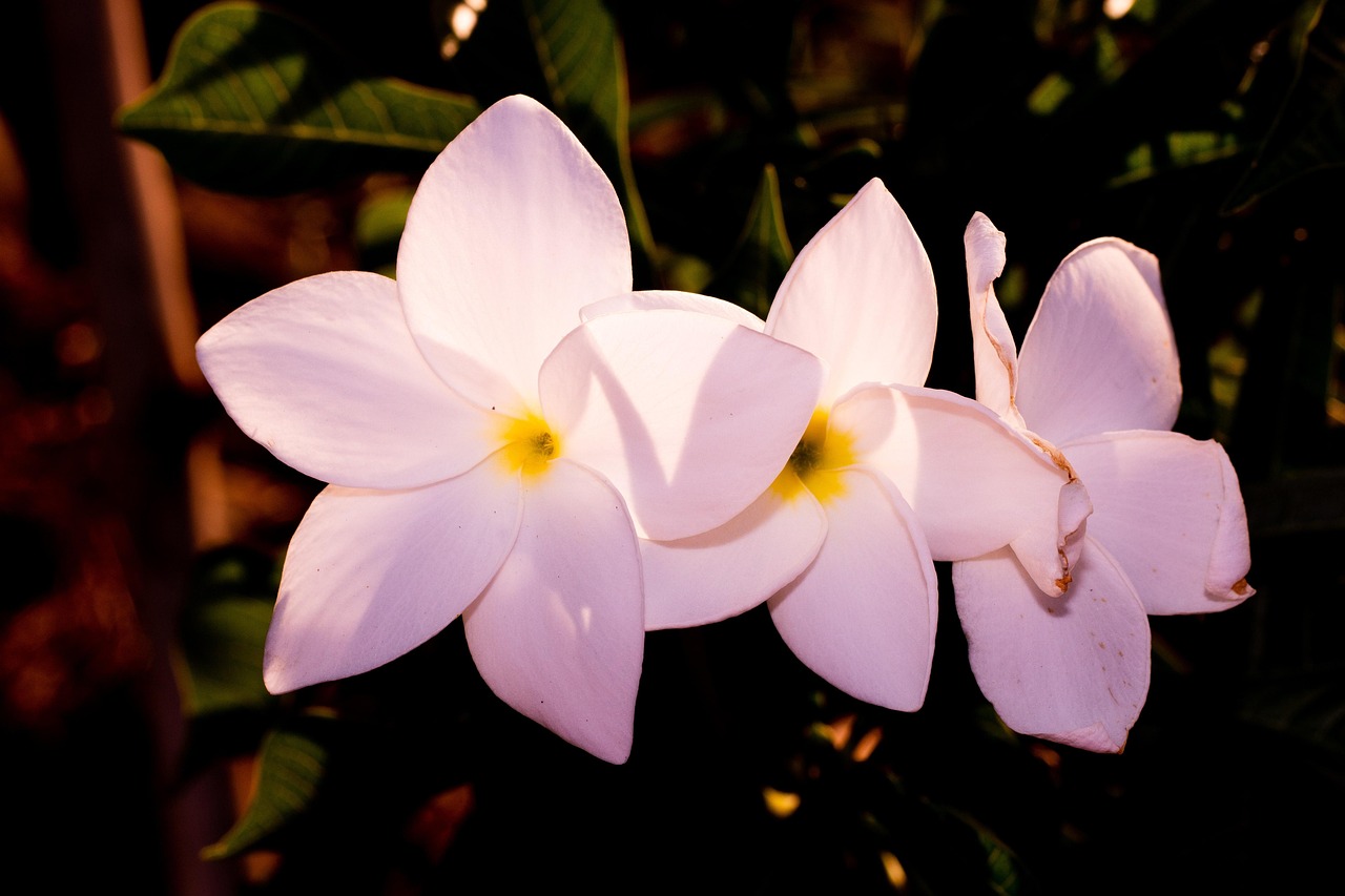 Liliales Flower Nature - Free photo on Pixabay - Pixabay