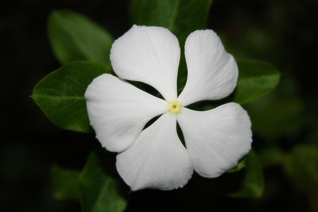 Flor Branco Verde - Foto gratuita no Pixabay - Pixabay