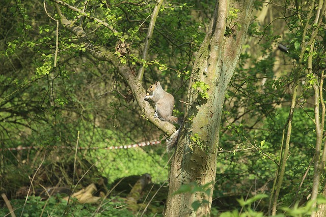Squirrel Feeding Nature Forest - Free photo on Pixabay - Pixabay