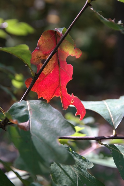 Hoja Rojo Otoño - Foto gratis en Pixabay - Pixabay