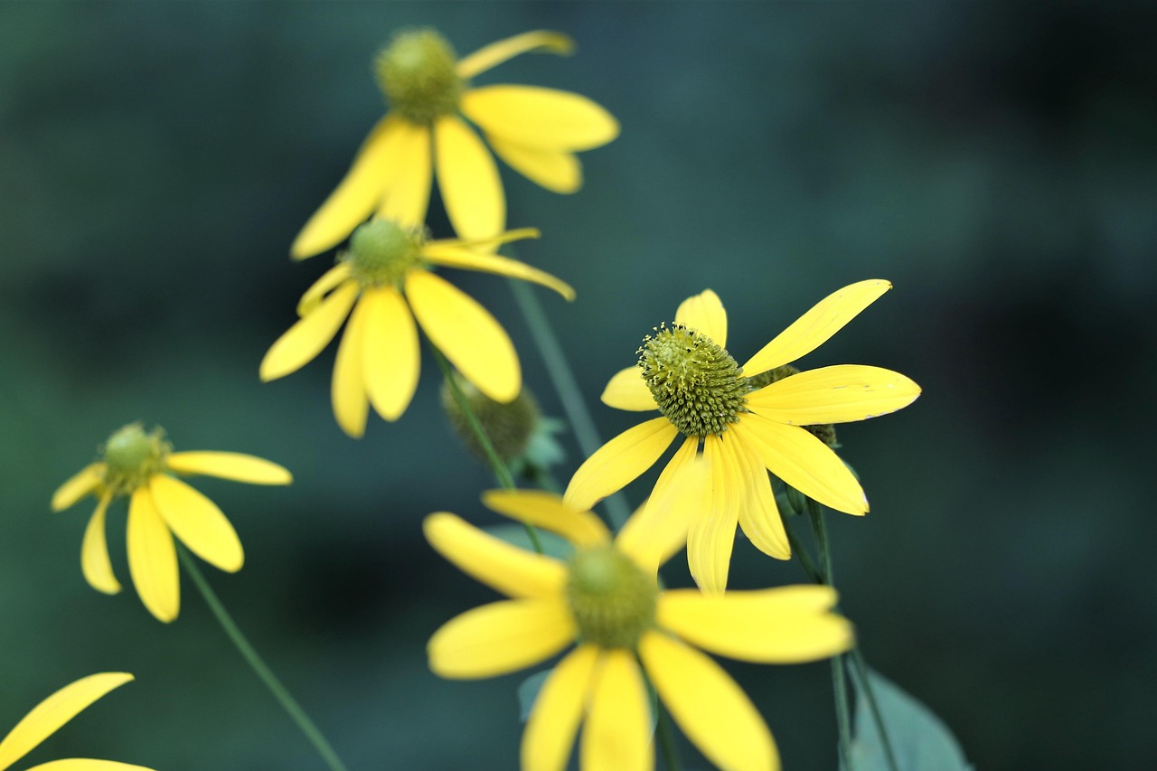 Más de 80 imágenes gratis de Arnica y Árnica - Pixabay