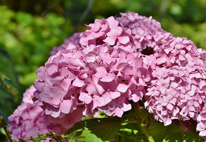 2,000+ Free Hydrangea & Nature Photos - Pixabay