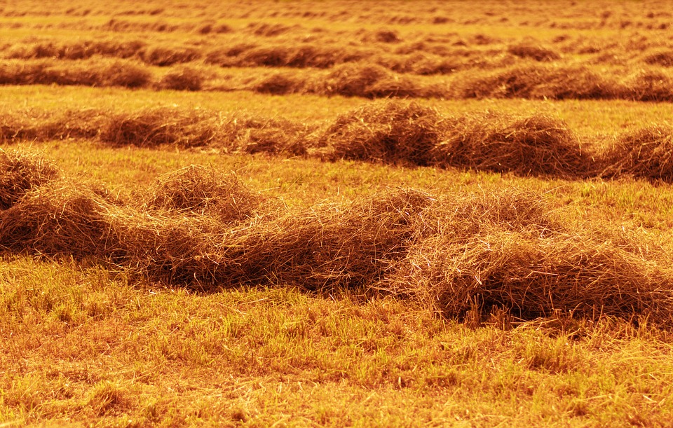 Hay Straw Field - Free photo on Pixabay - Pixabay
