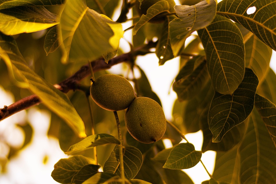 Nut Leaves Green - Free photo on Pixabay - Pixabay