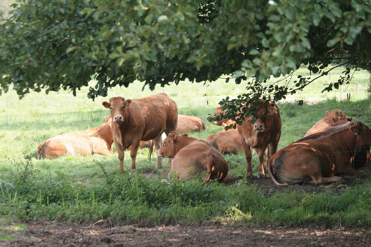 600+ Free Bò Limousin & Limousine Photos - Pixabay
